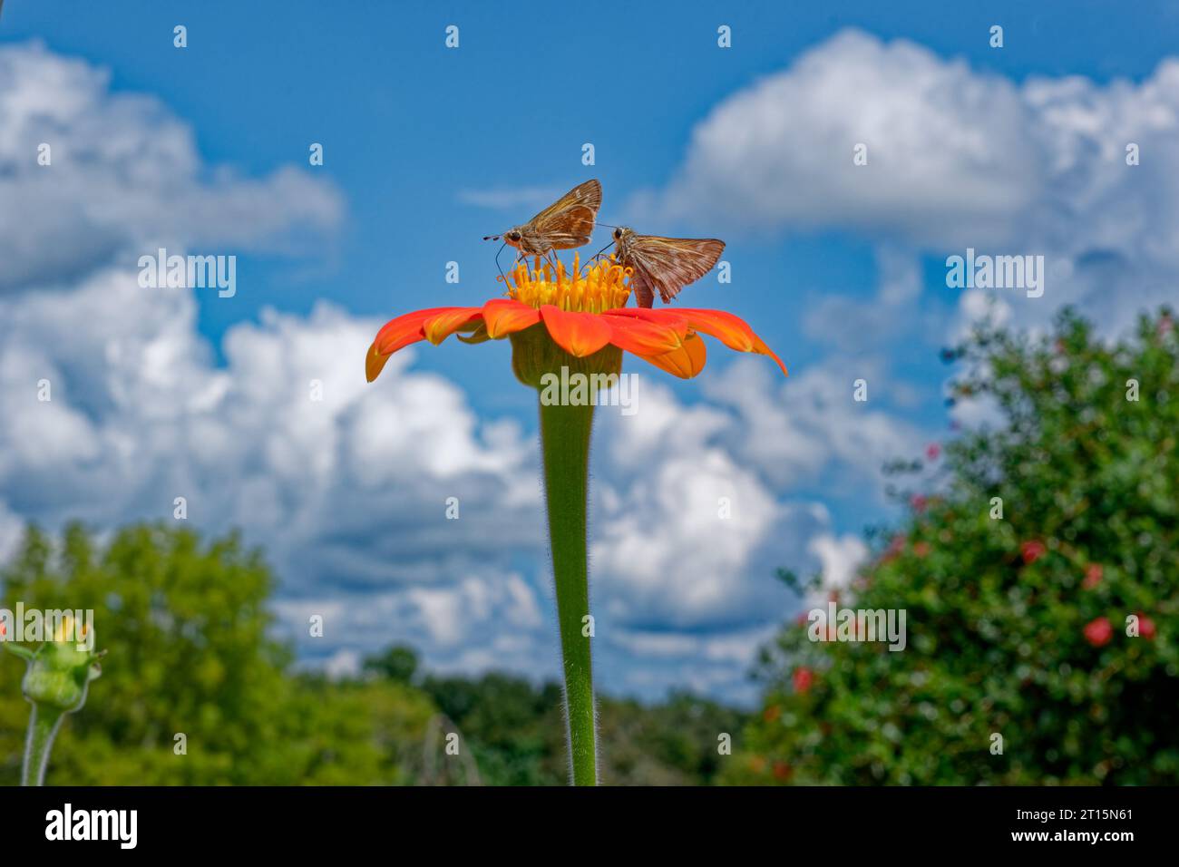 Deux papillons skipper de Peck sur une fleur orange vif ouverte de ...