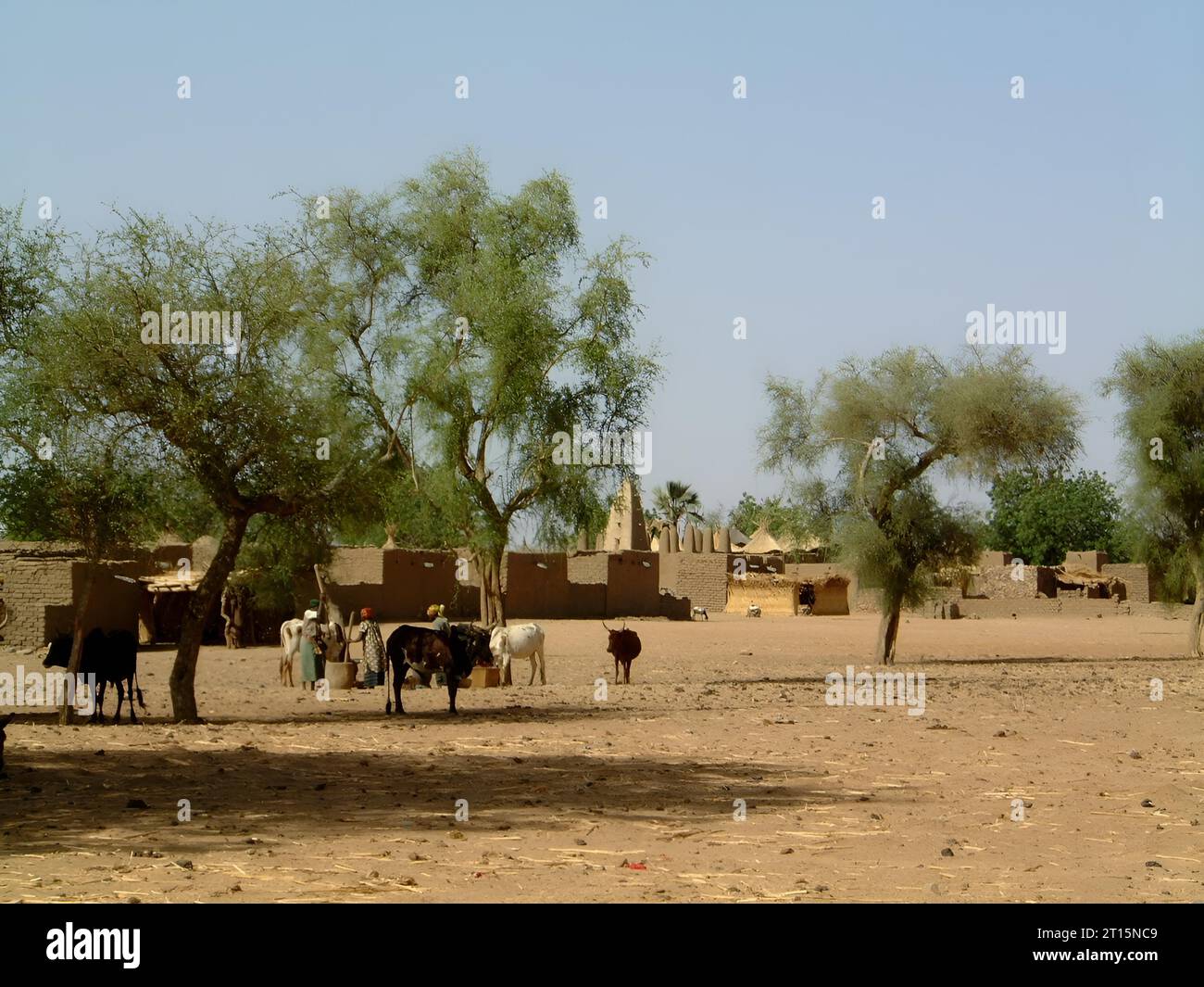Peul and cattle Banque de photographies et d’images à haute résolution ...