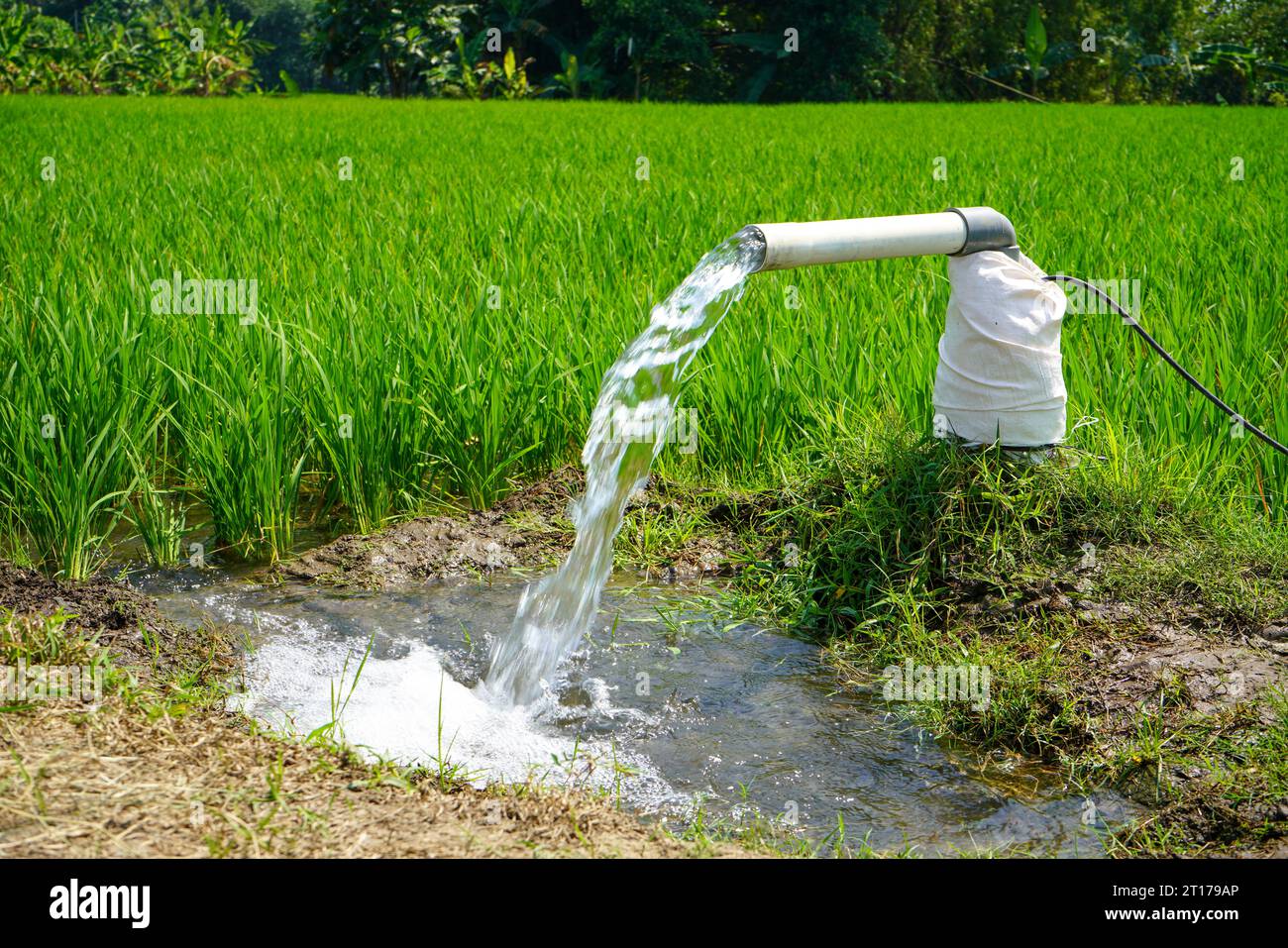 Irrigation des champs de riz à l'aide de puits à pompe avec la ...
