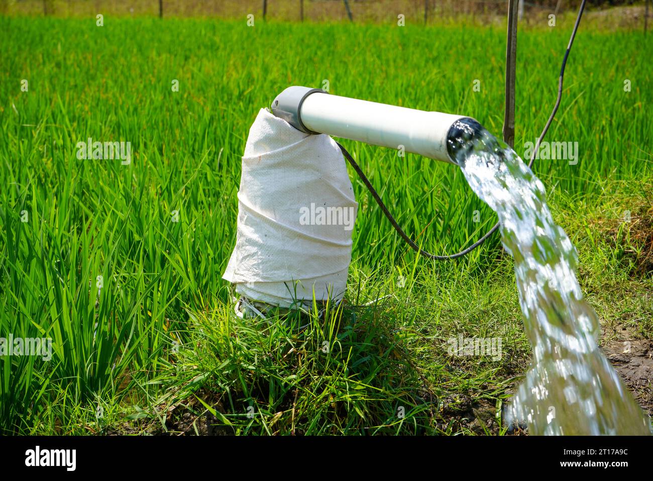 Irrigation des champs de riz à l'aide de puits à pompe avec la ...