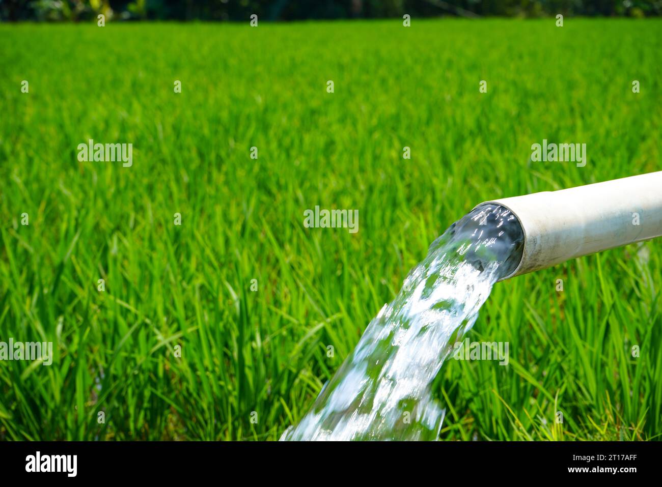 Irrigation des champs de riz à l'aide de puits à pompe avec la ...