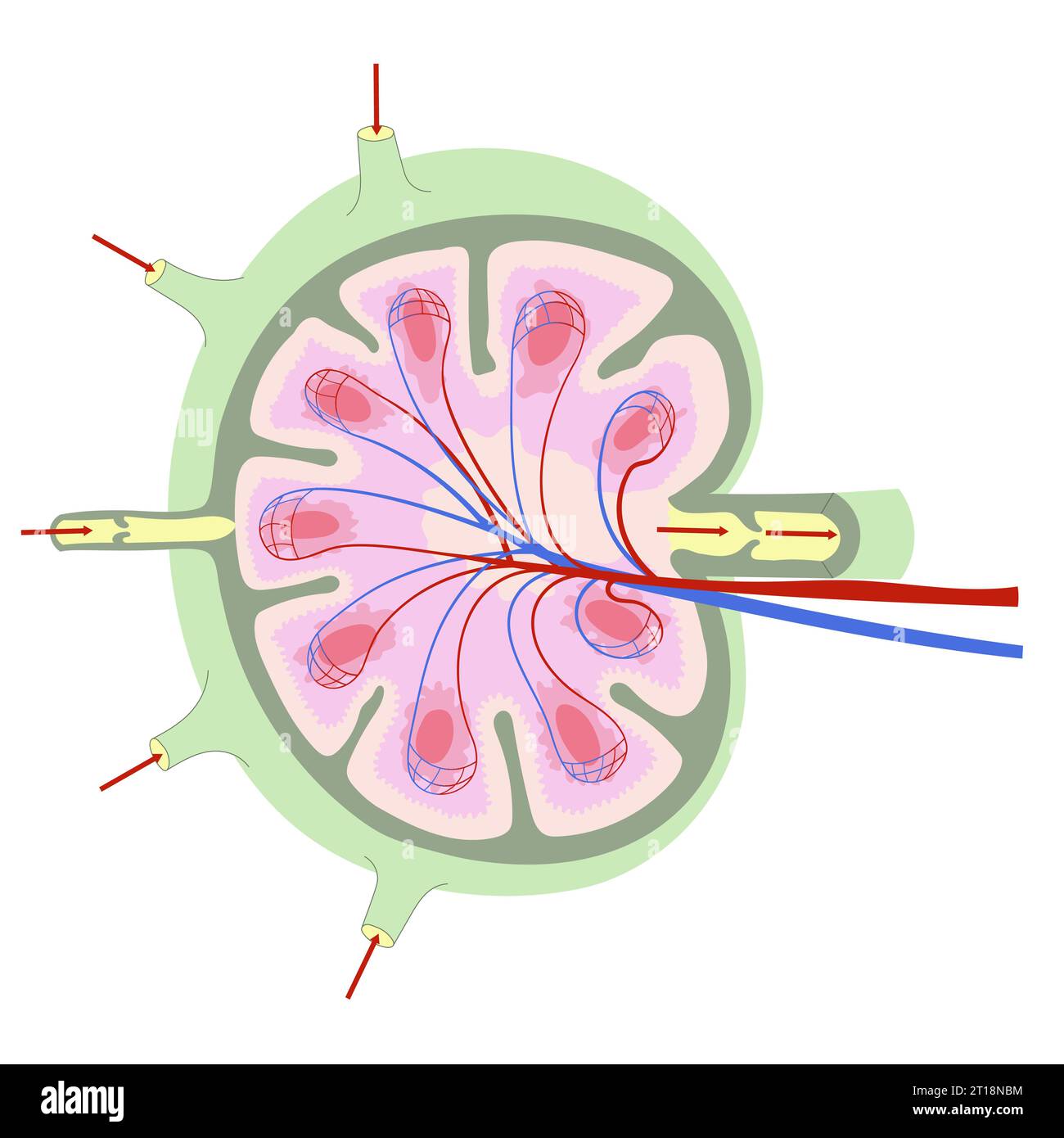 Anatomie d'un ganglion lymphatique. Schéma simplifié montrant la ...