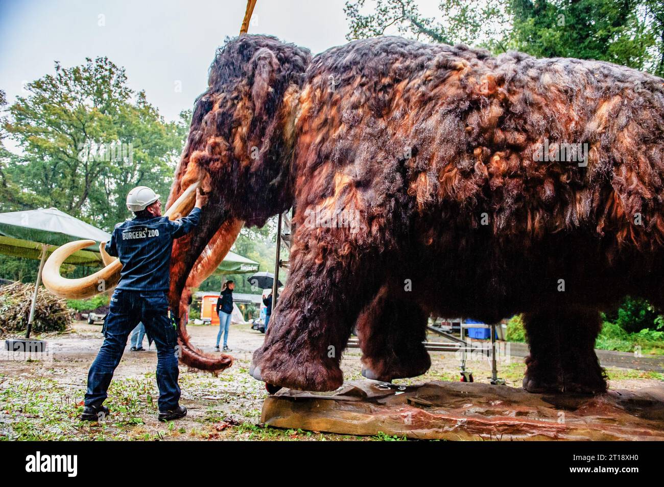 Un technicien de zoo est vu tenant une des cornes. Cet énorme mammouth ...