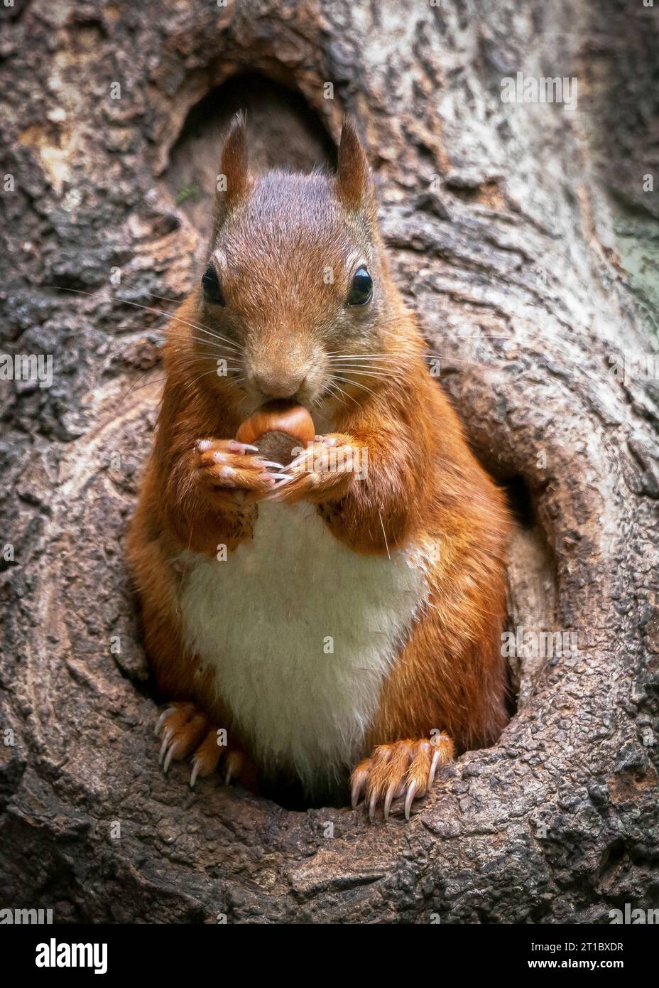 L'écureuil roux eurasien (Sciurus vulgaris) regarde à l'extérieur d'un ...