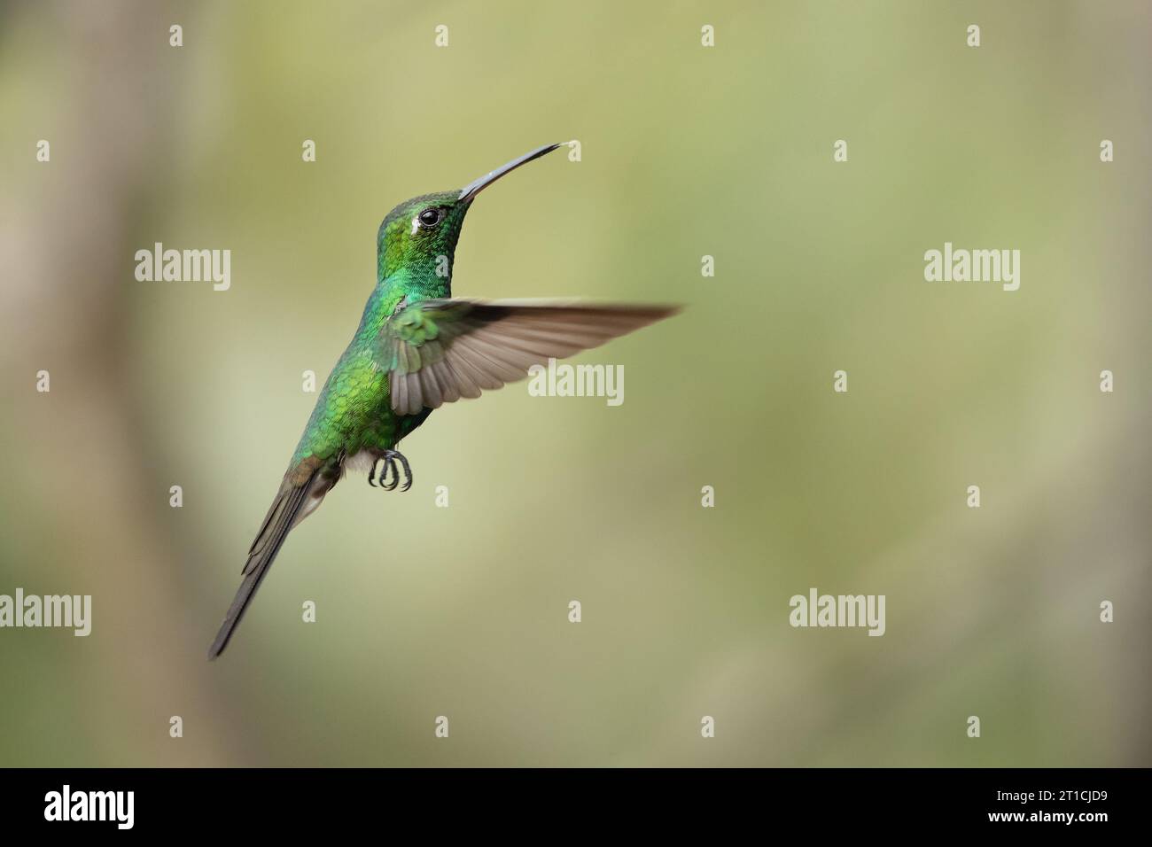 Colibri émeraude de cuba Banque de photographies et d’images à haute ...