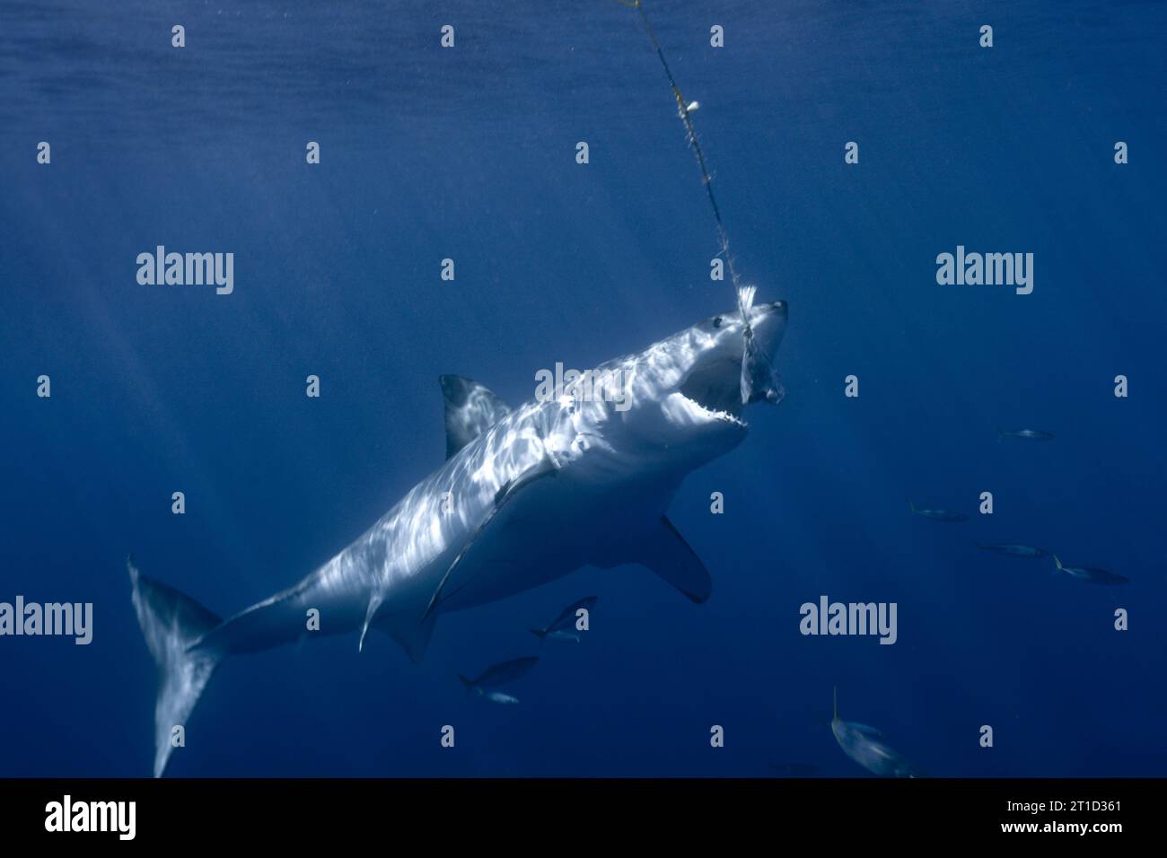 Morsure requin Banque de photographies et d’images à haute résolution ...