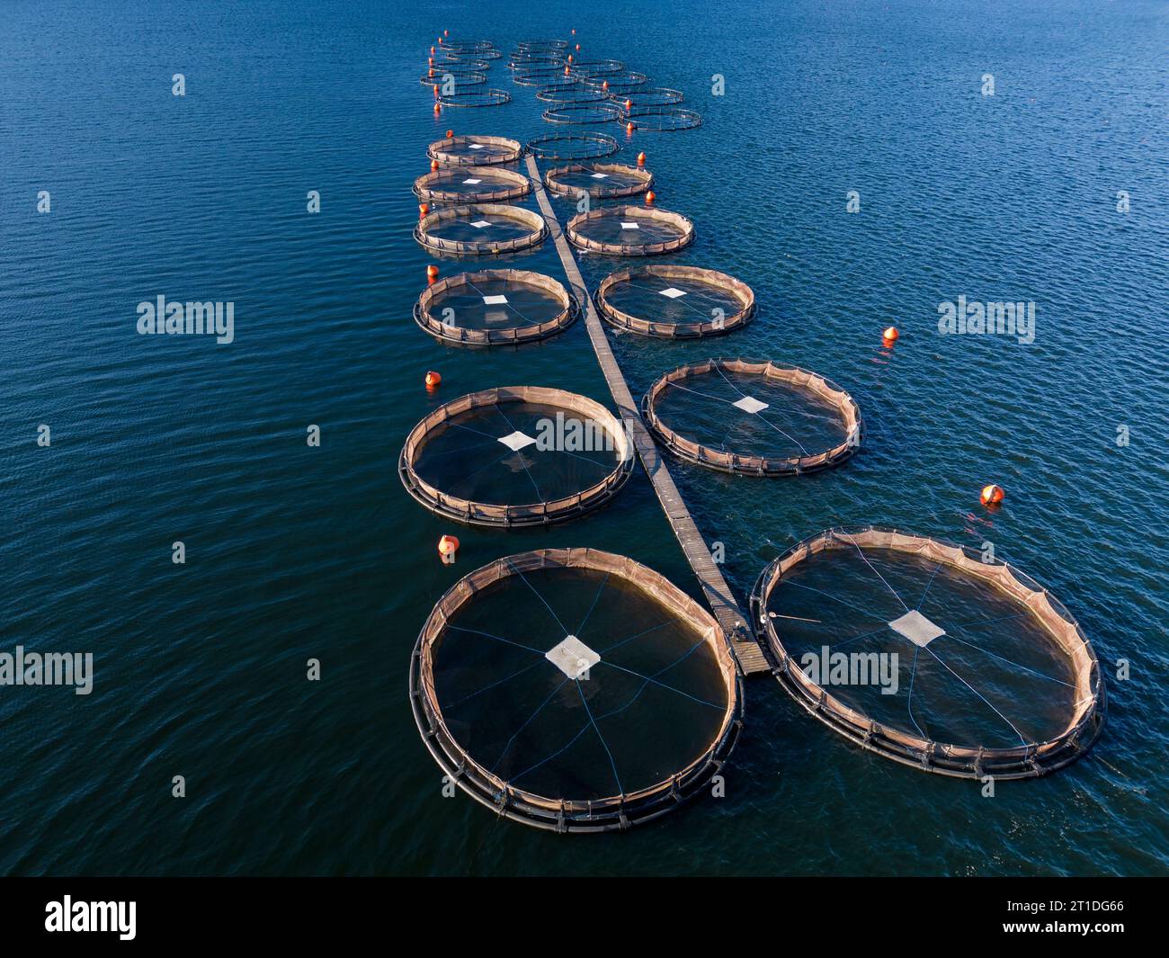 Ferme de poissons de saumon dans la vue aérienne de la rivière. grandes ...