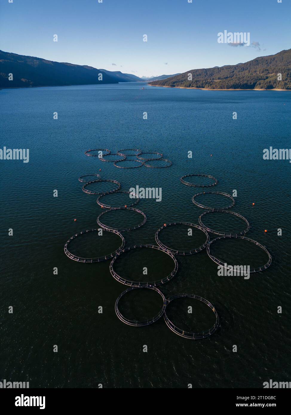 Ferme de poissons de saumon dans la vue aérienne de la rivière. grandes ...