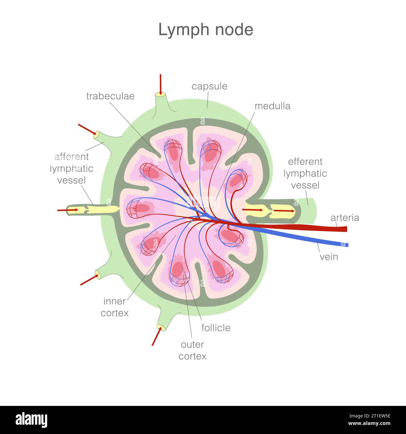 Anatomie d'un ganglion lymphatique. Schéma simplifié montrant la ...