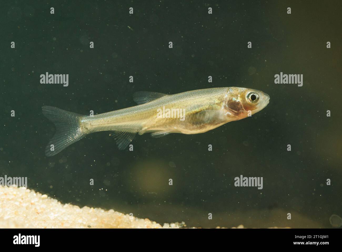 Nases communes Banque de photographies et d’images à haute résolution ...