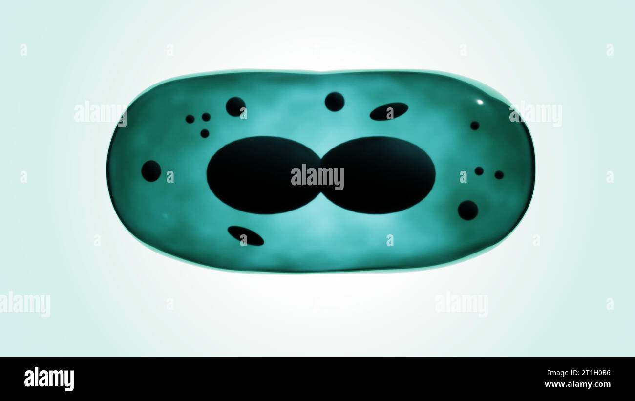 La division cellulaire se produit lorsqu'une cellule parente se divise ...