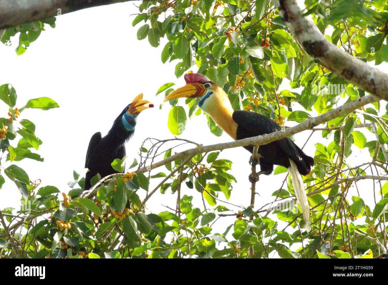 Les types de ficus Banque de photographies et d’images à haute ...