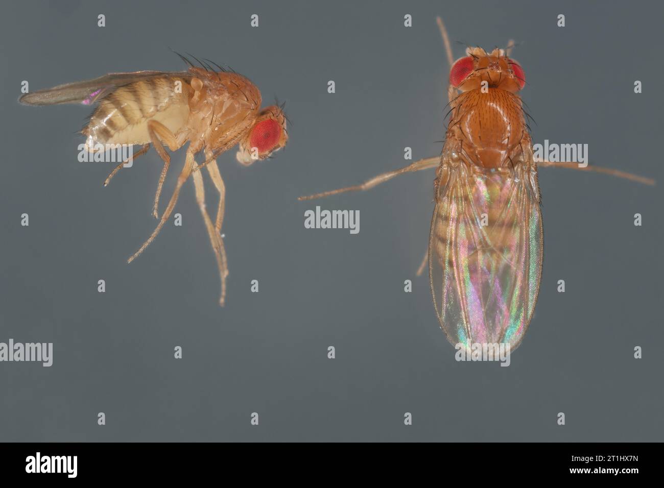 Fruit fly drosophila melanogaster wing Banque de photographies et d ...