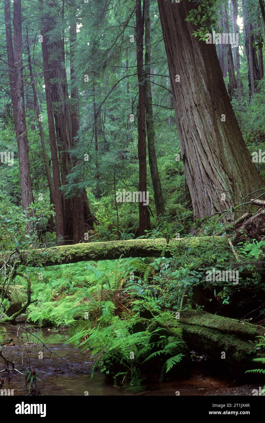 Butano state park Banque de photographies et d’images à haute ...