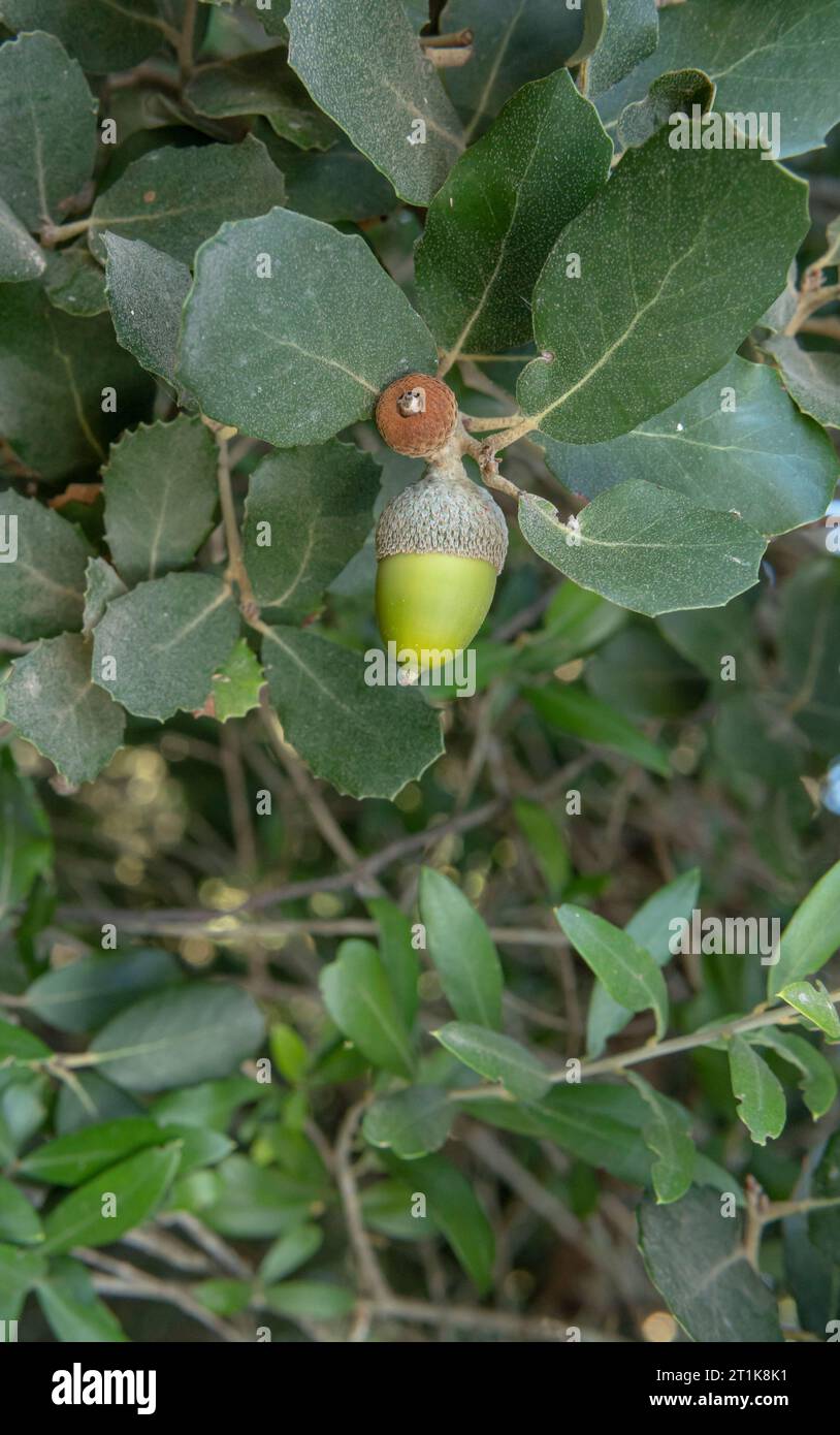 Gros plan de glands sur un chêne vert, Quercus ilex, dans une forêt ...