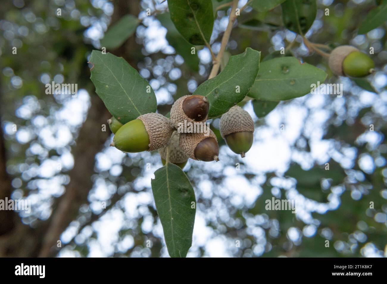 Gros plan de glands sur un chêne vert, Quercus ilex, dans une forêt ...
