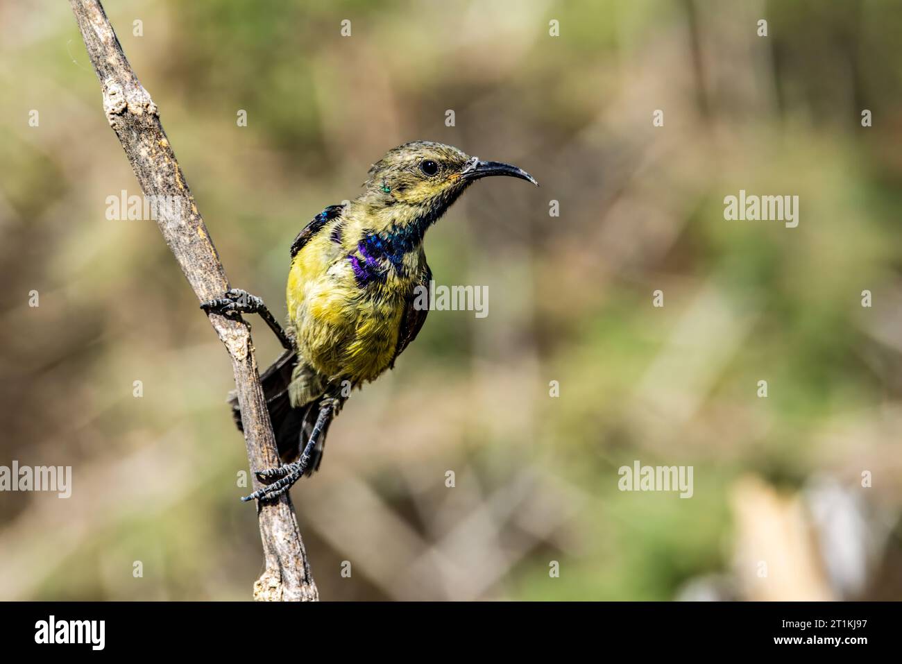 Variable sunbird Banque de photographies et d’images à haute résolution ...