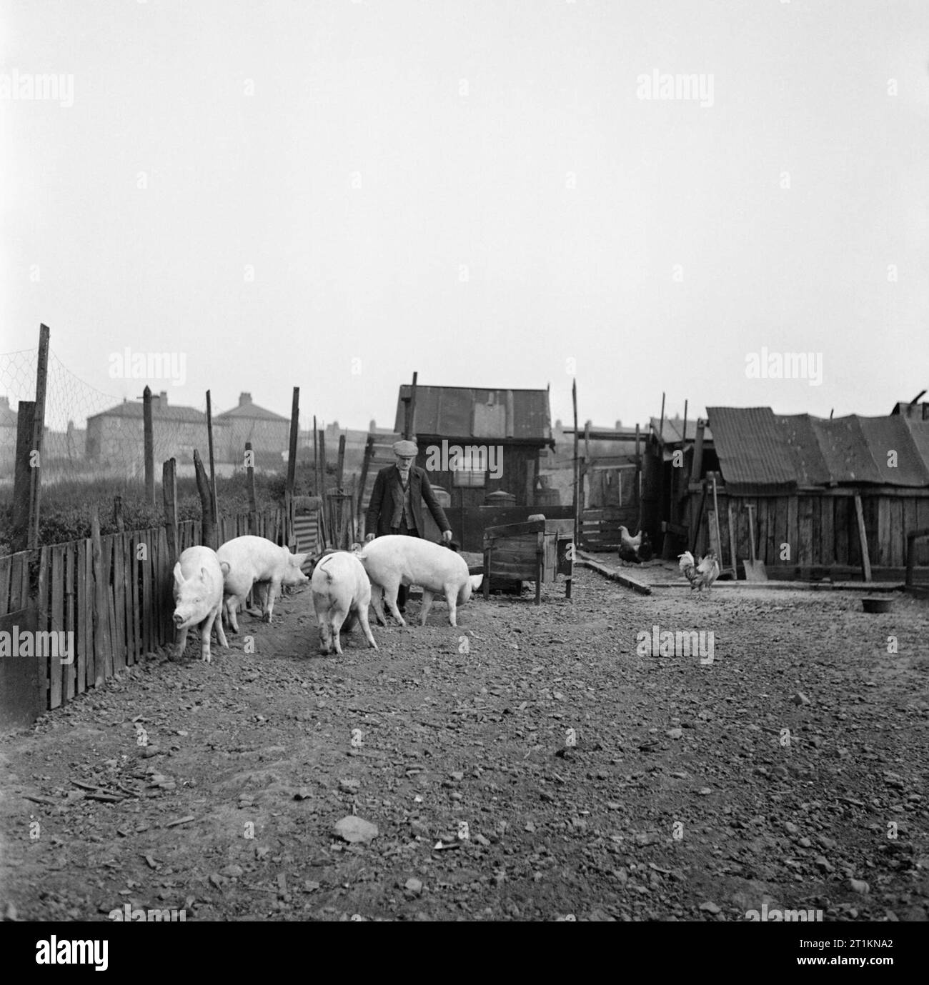 Homme de la Mine- La vie à la face du charbon, la Grande-Bretagne, 1942 Coal Miner Fred ...