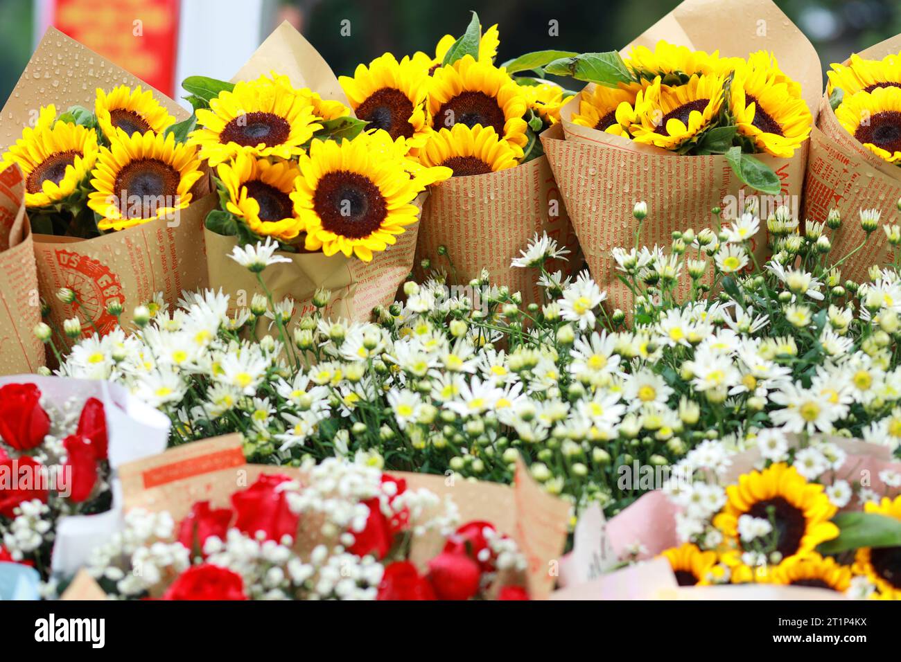 Hoa sen hong Banque de photographies et d’images à haute résolution - Alamy