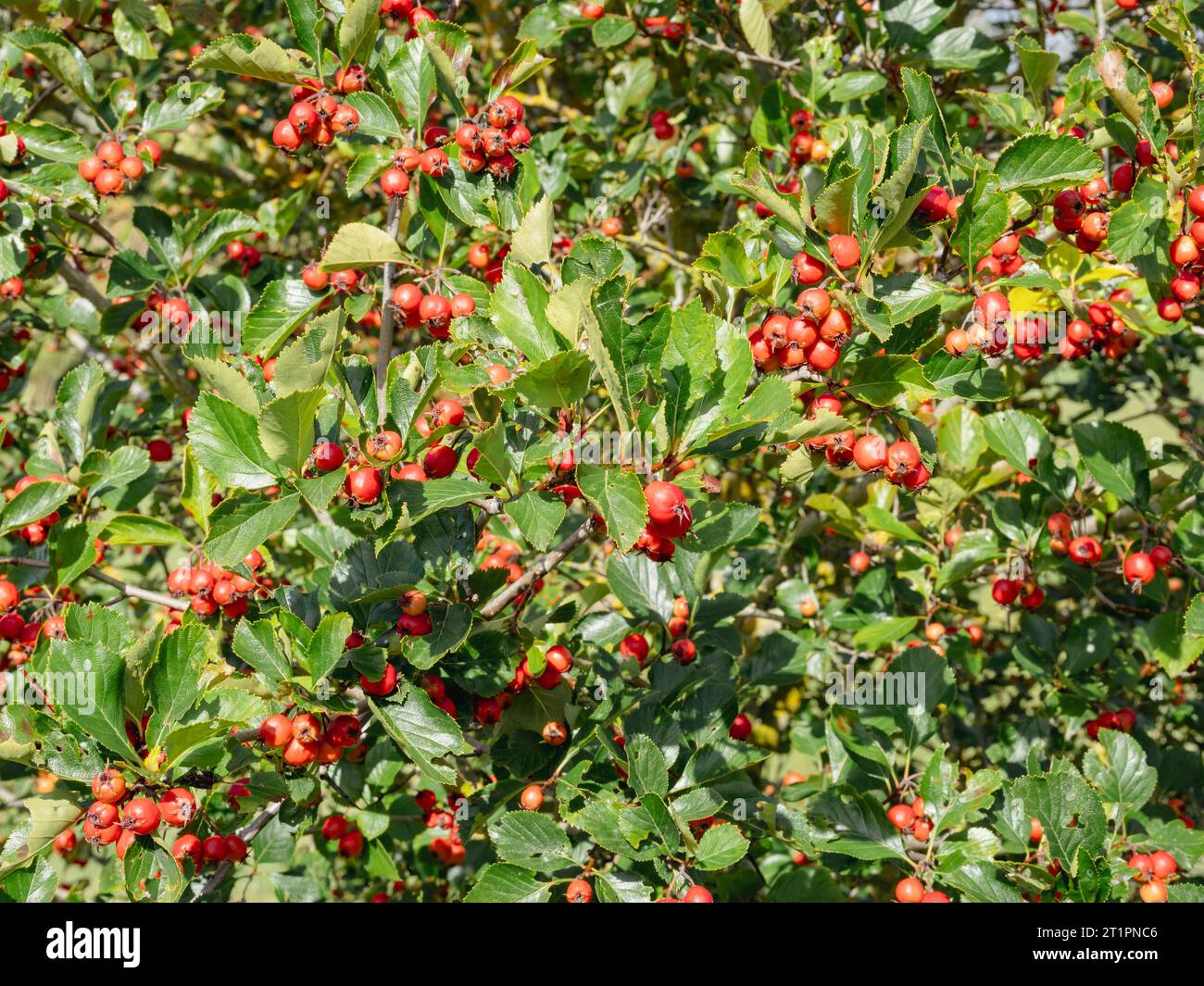 Crataegus persimilis prunifolia splendens Banque de photographies et d ...
