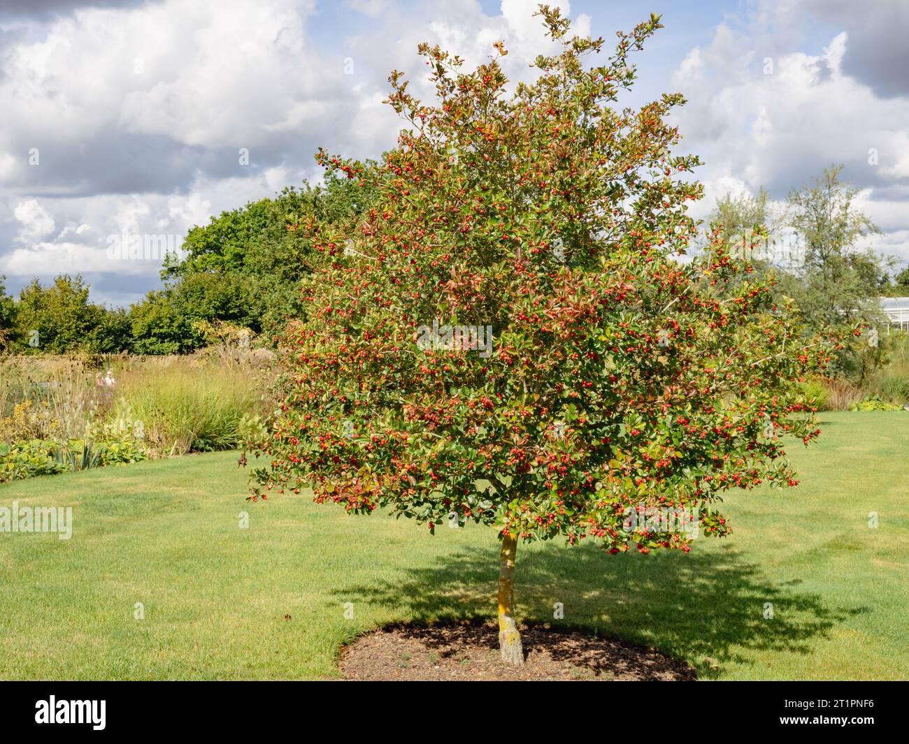 Crataegus crataegus prunifolia splendens Banque de photographies et d ...