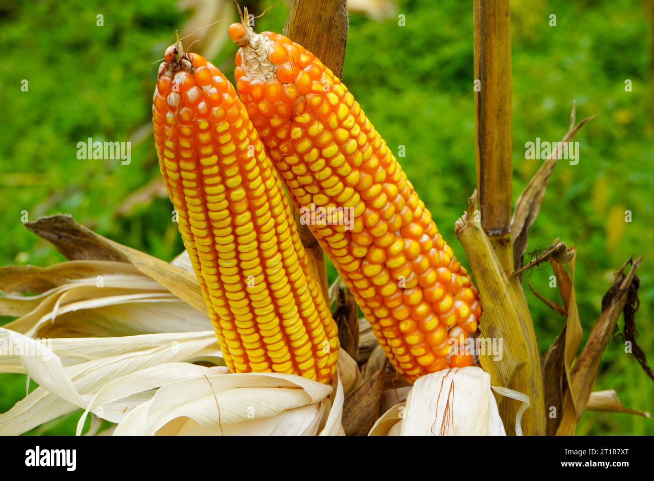 Le maïs est une grande herbe céréalière annuelle (Zea mays) qui est ...