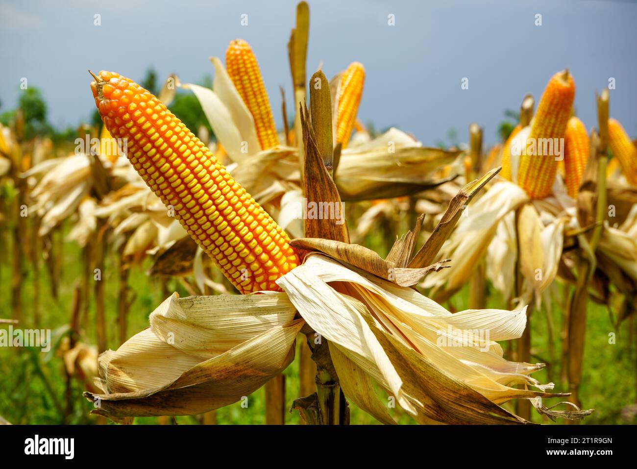 Le maïs est une grande herbe céréalière annuelle (Zea mays) qui est ...