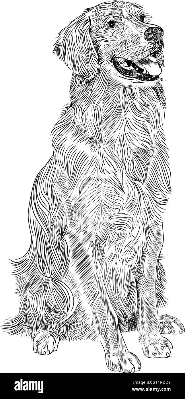 Croquis De Chiot Golden Retriever