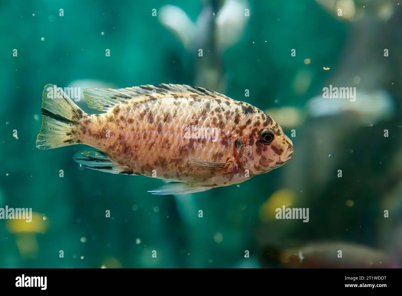 Poissons cichlides Banque de photographies et d’images à haute ...
