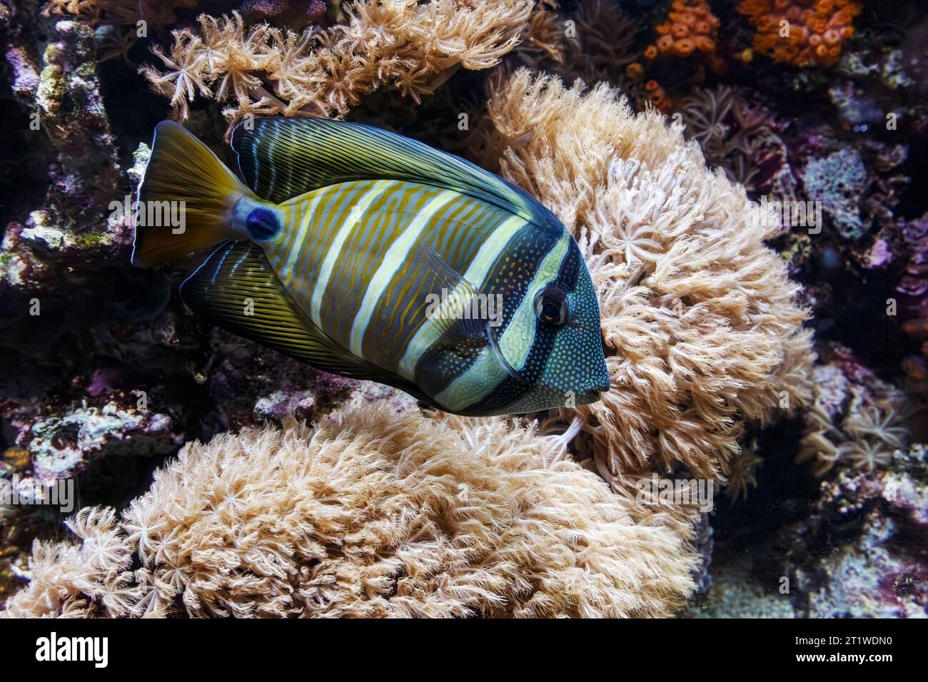 Sailfin tang Banque de photographies et d’images à haute résolution - Alamy