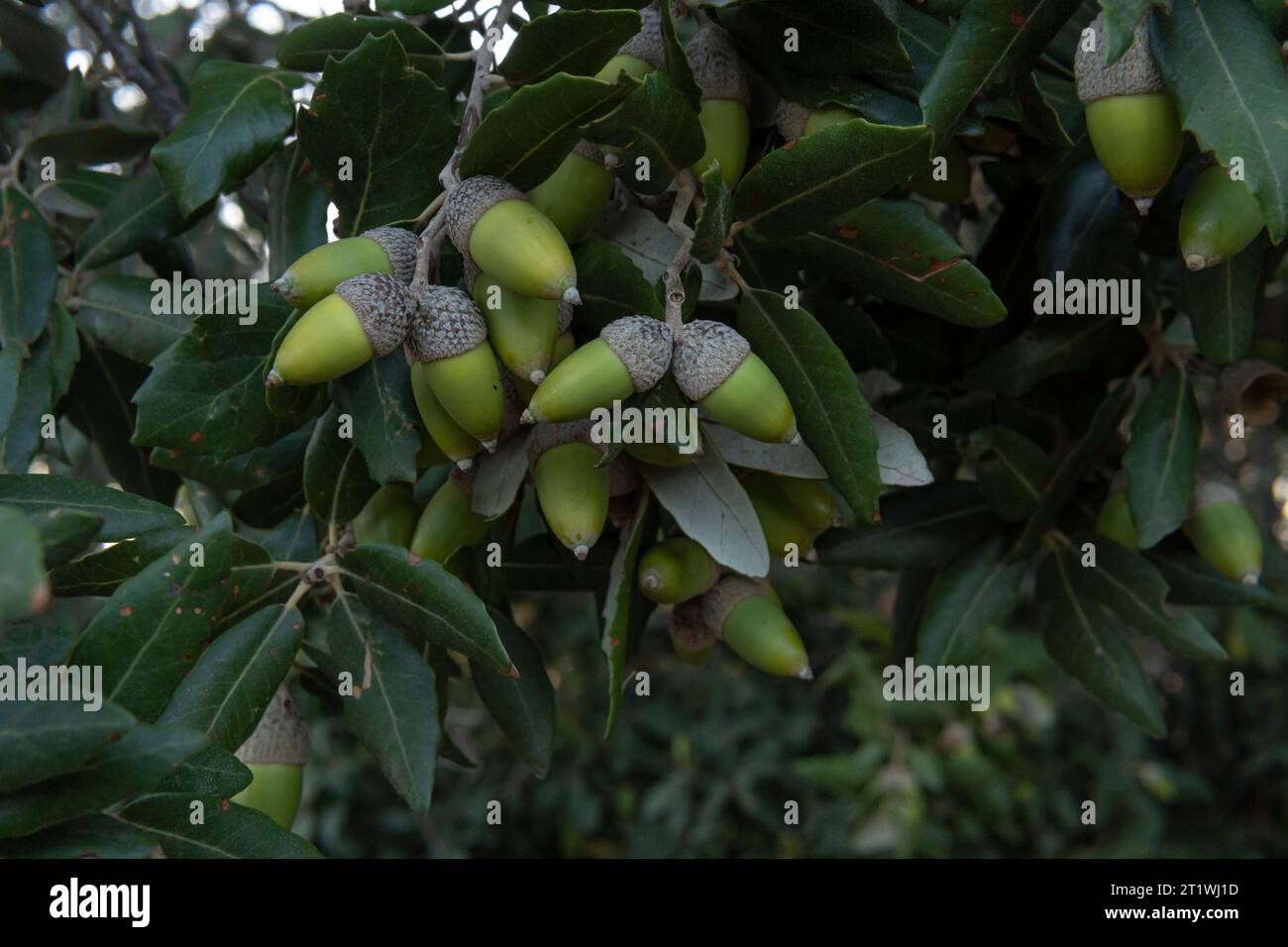 Gros plan de glands sur un chêne vert, Quercus ilex, dans une forêt ...