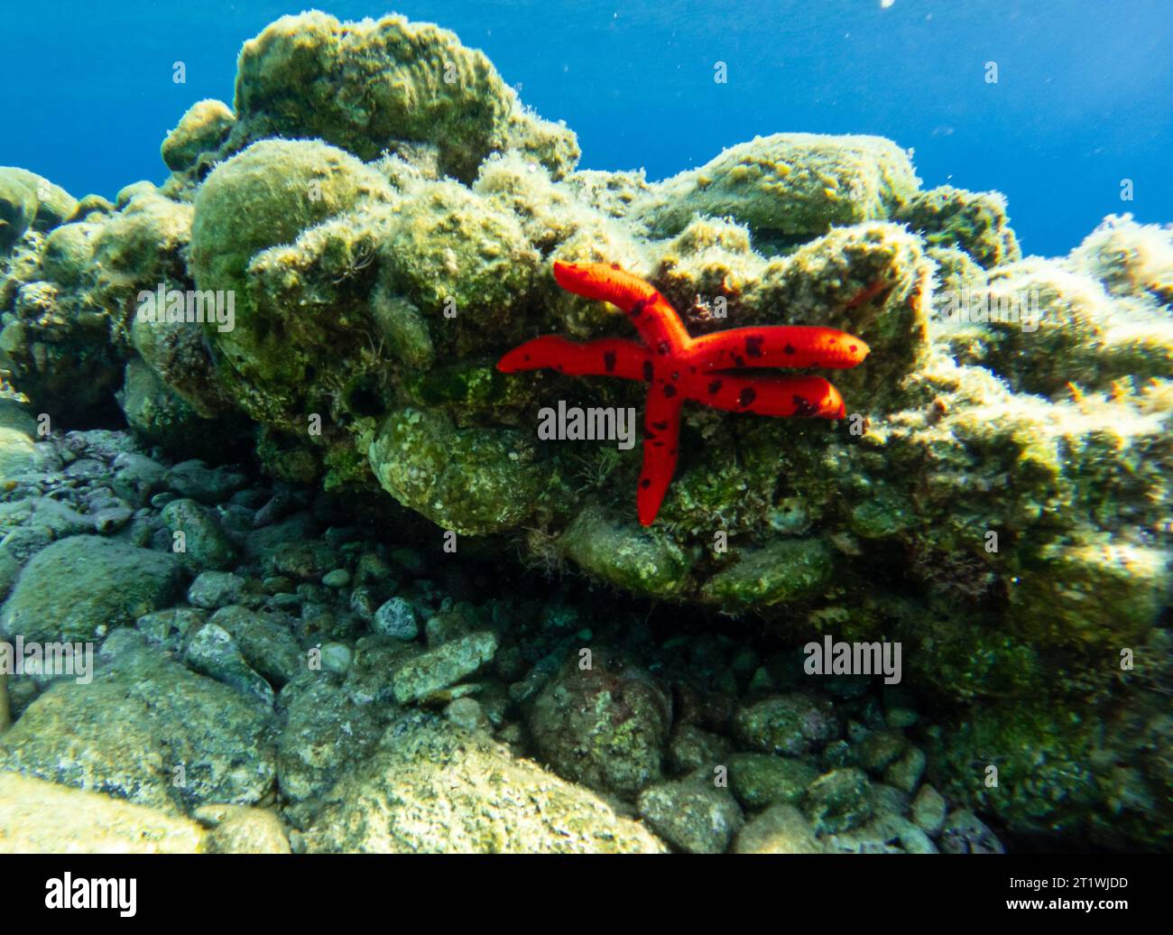 étoile de mer orange Banque de photographies et d’images à haute ...