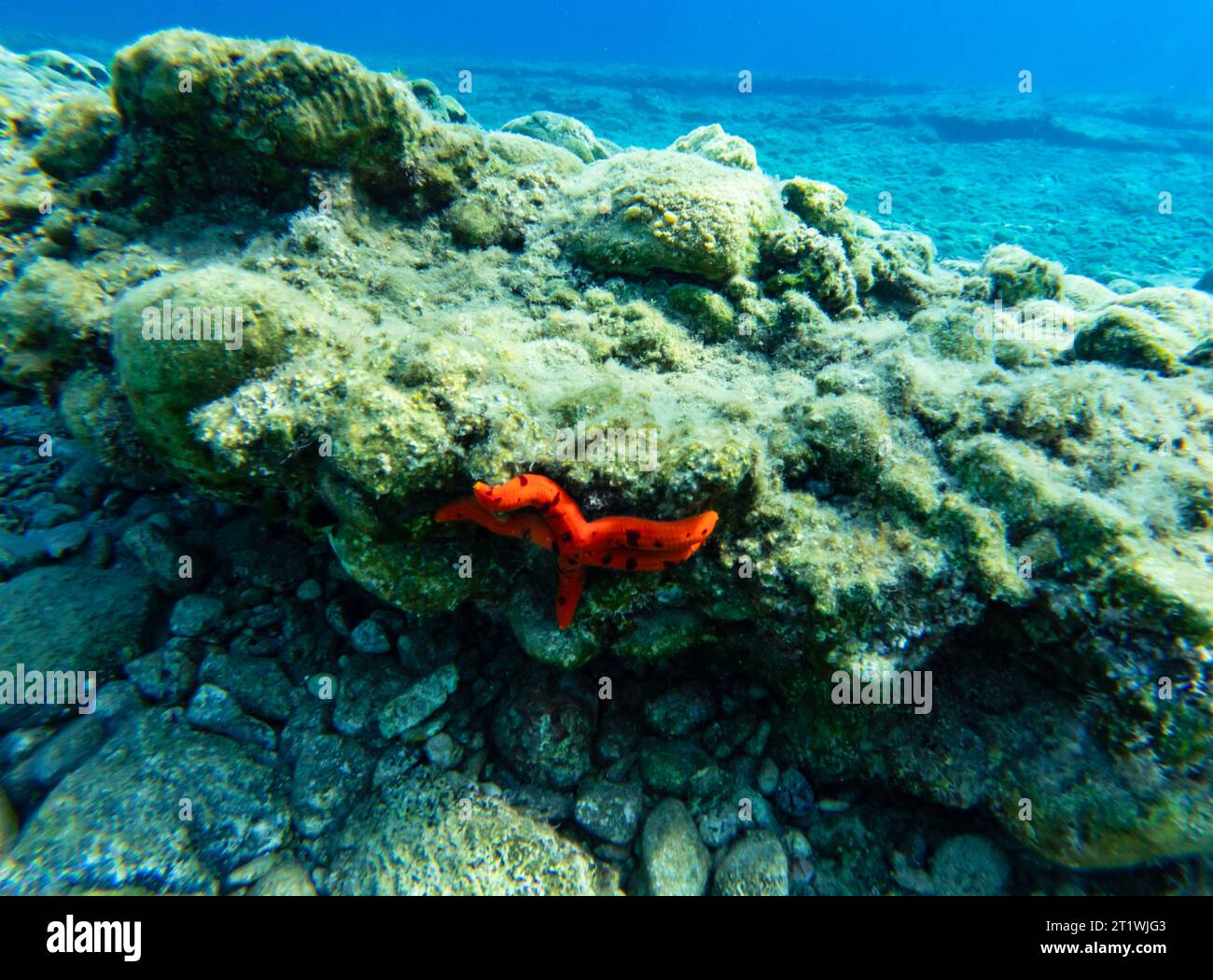 étoile de mer orange Banque de photographies et d’images à haute ...