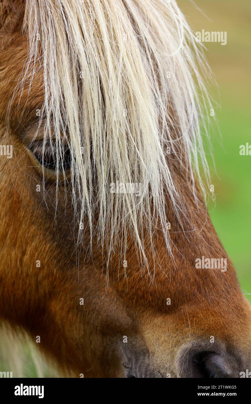 Fond d'écran de poney Banque de photographies et d’images à haute ...