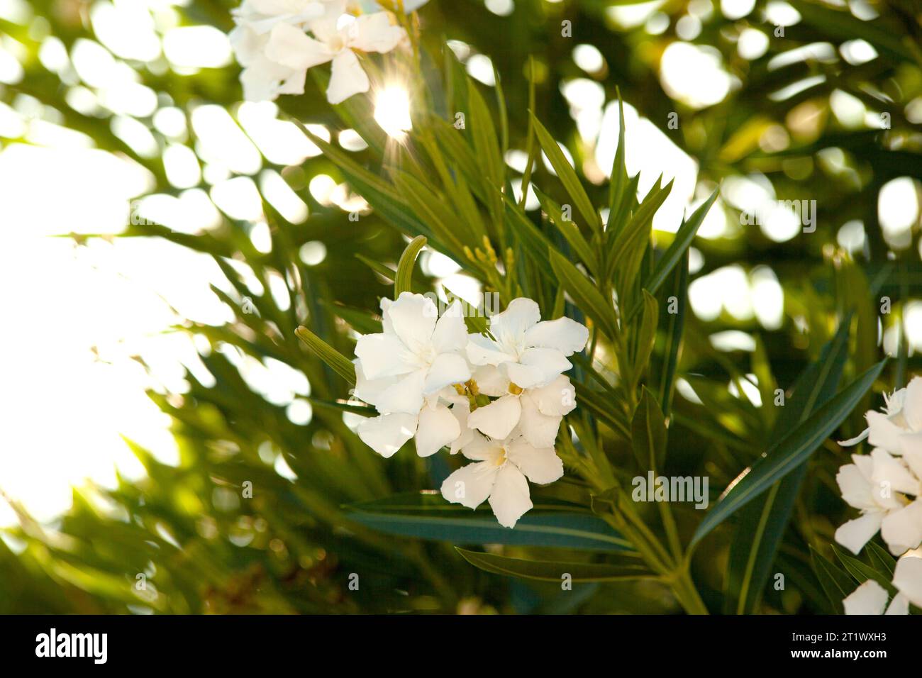 Feuilles de laurier rose Banque de photographies et d’images à haute ...