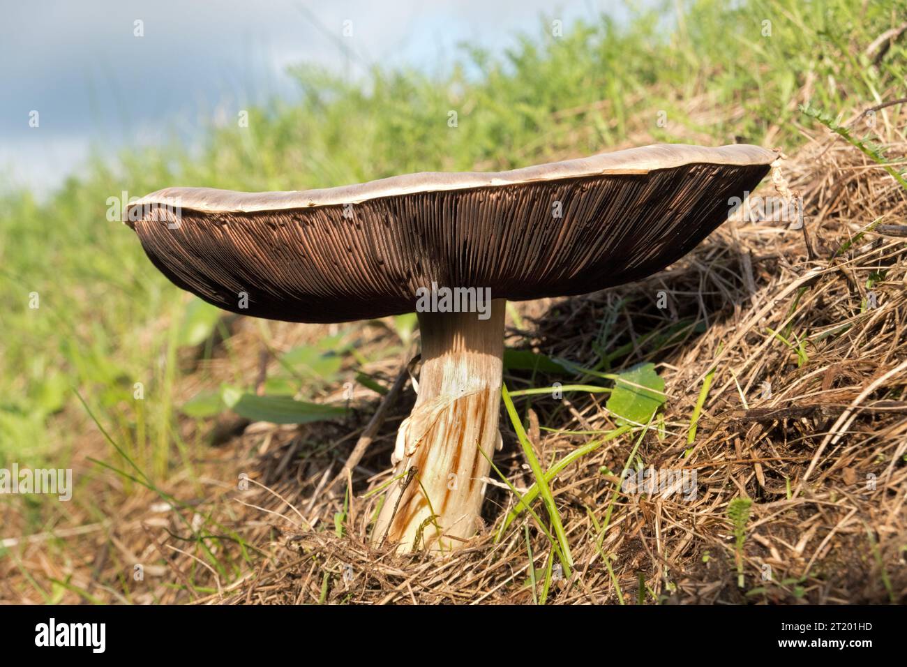 Gros champignon comestible Banque de photographies et d’images à haute ...