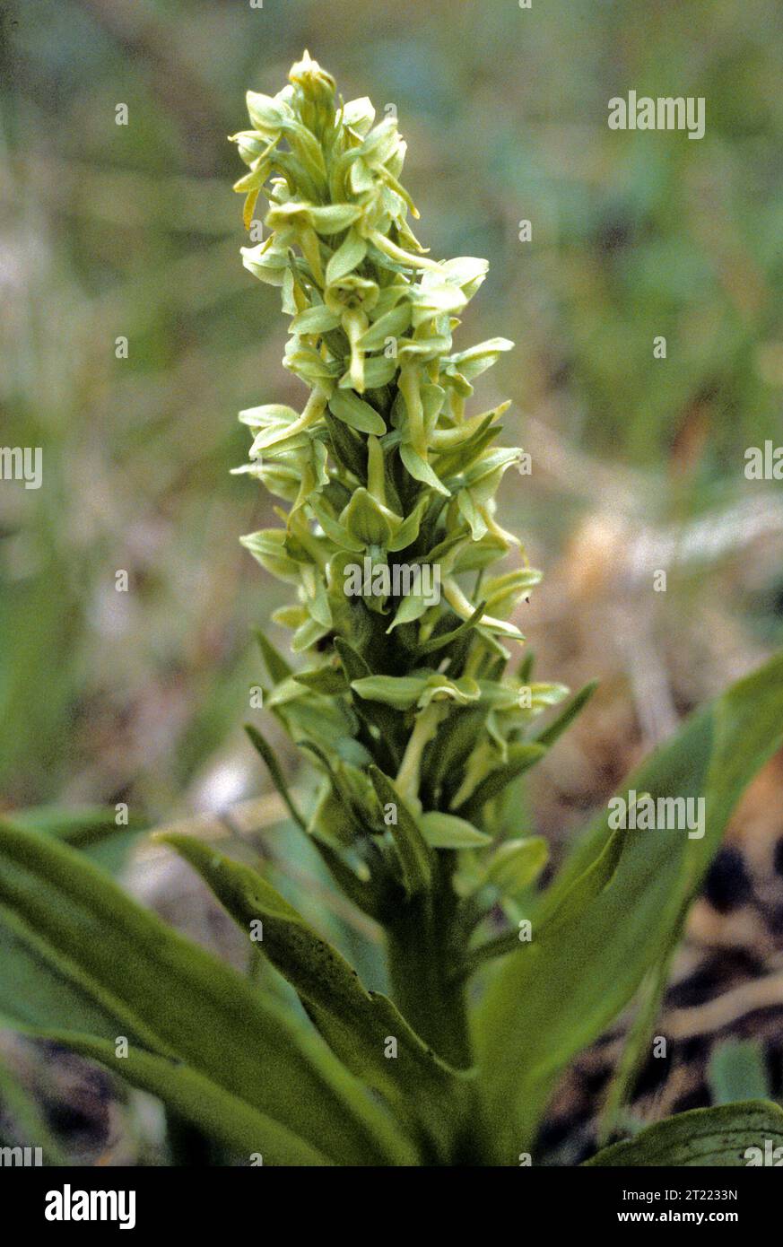 Photo prise sur l'île Amchitka, îles Aléoutiennes NWR. Sujets : fleurs ...