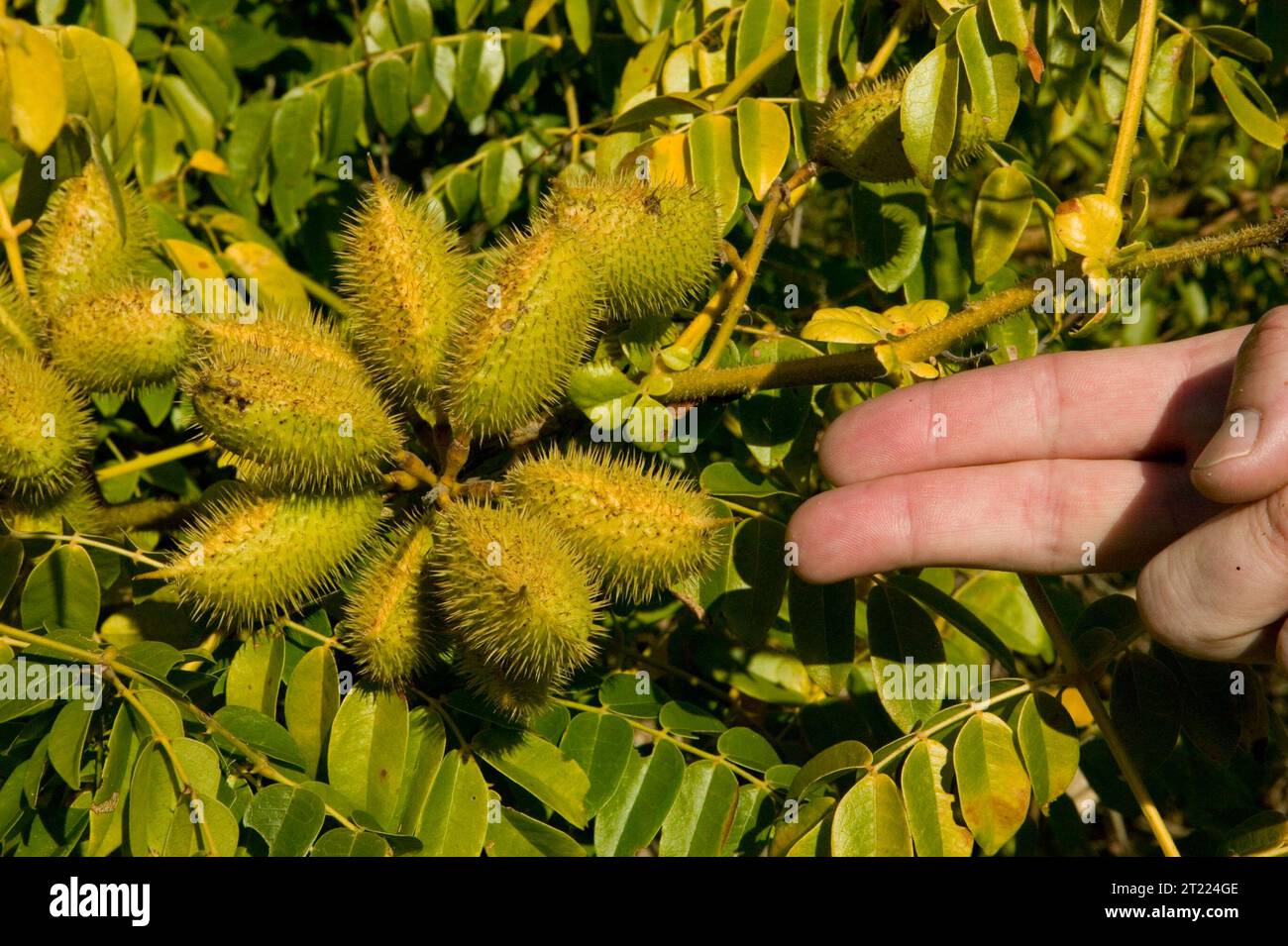Un employé du U.S. Fish and Wildlife Service inspecte le Nicker Bean ...