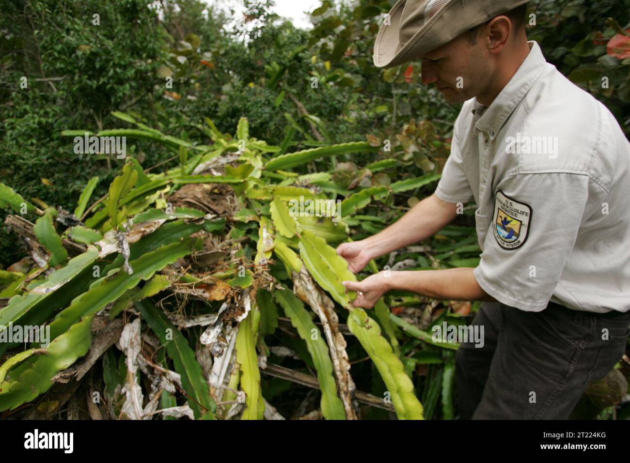 Un employé du U.S. Fish and Wildlife Service inspecte le Nicker Bean ...