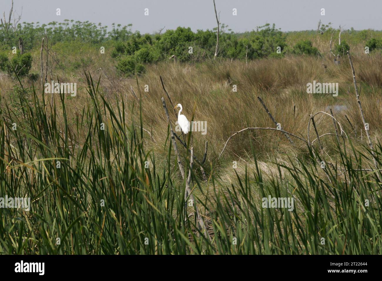 Un Grand Egret se perche sur un accroc, appréciant les nombreuses ...