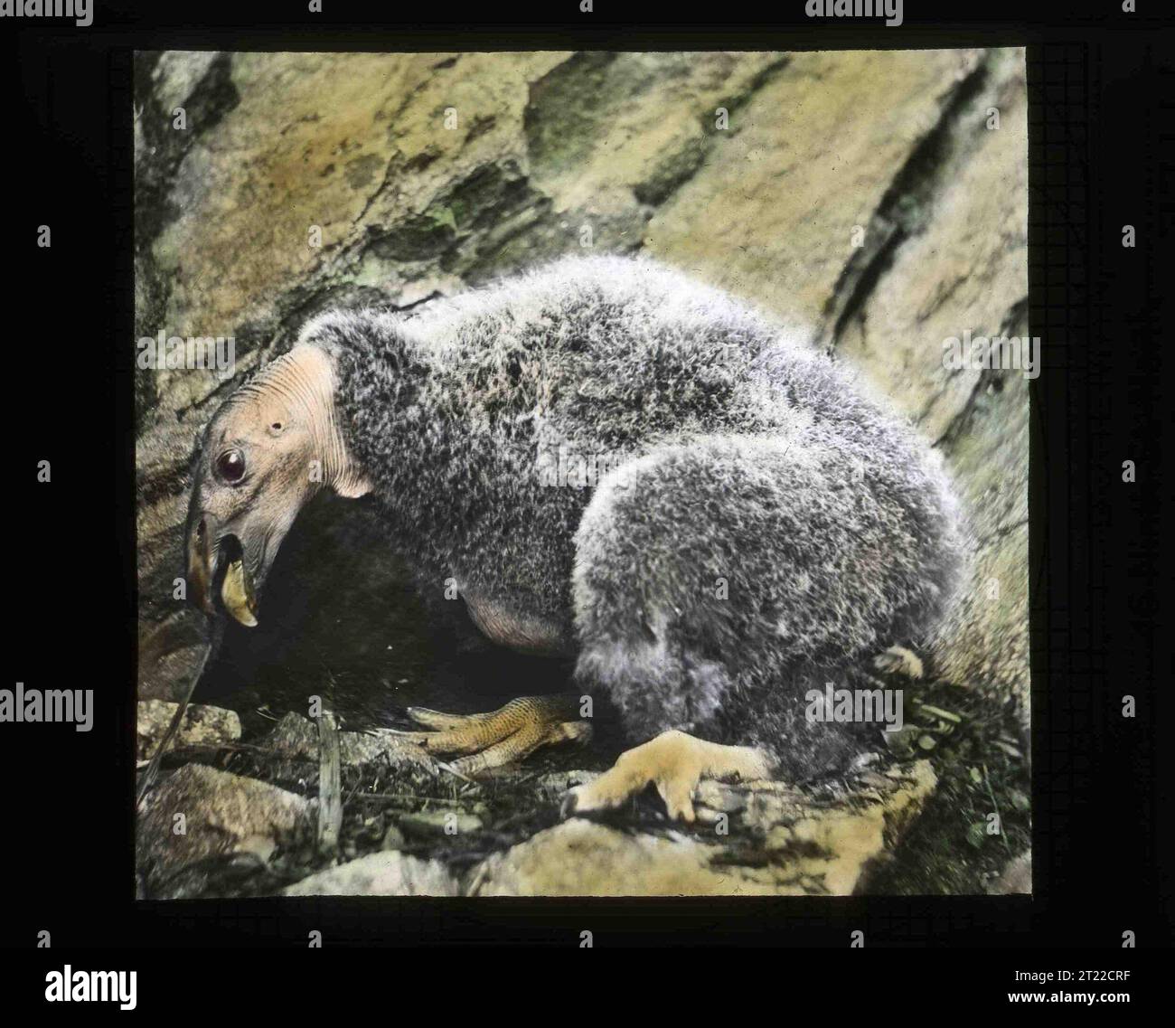 Jeune condor californien sur le site du nid près de Los Angeles ...