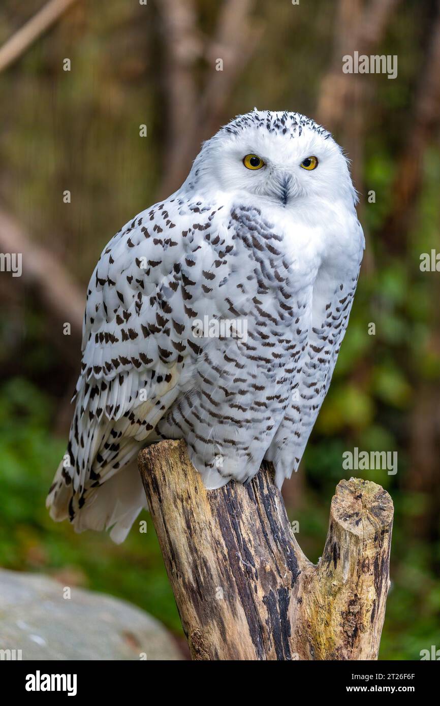 Hibou de l'Arctique majestueux et emblématique, le hibou des neiges ...