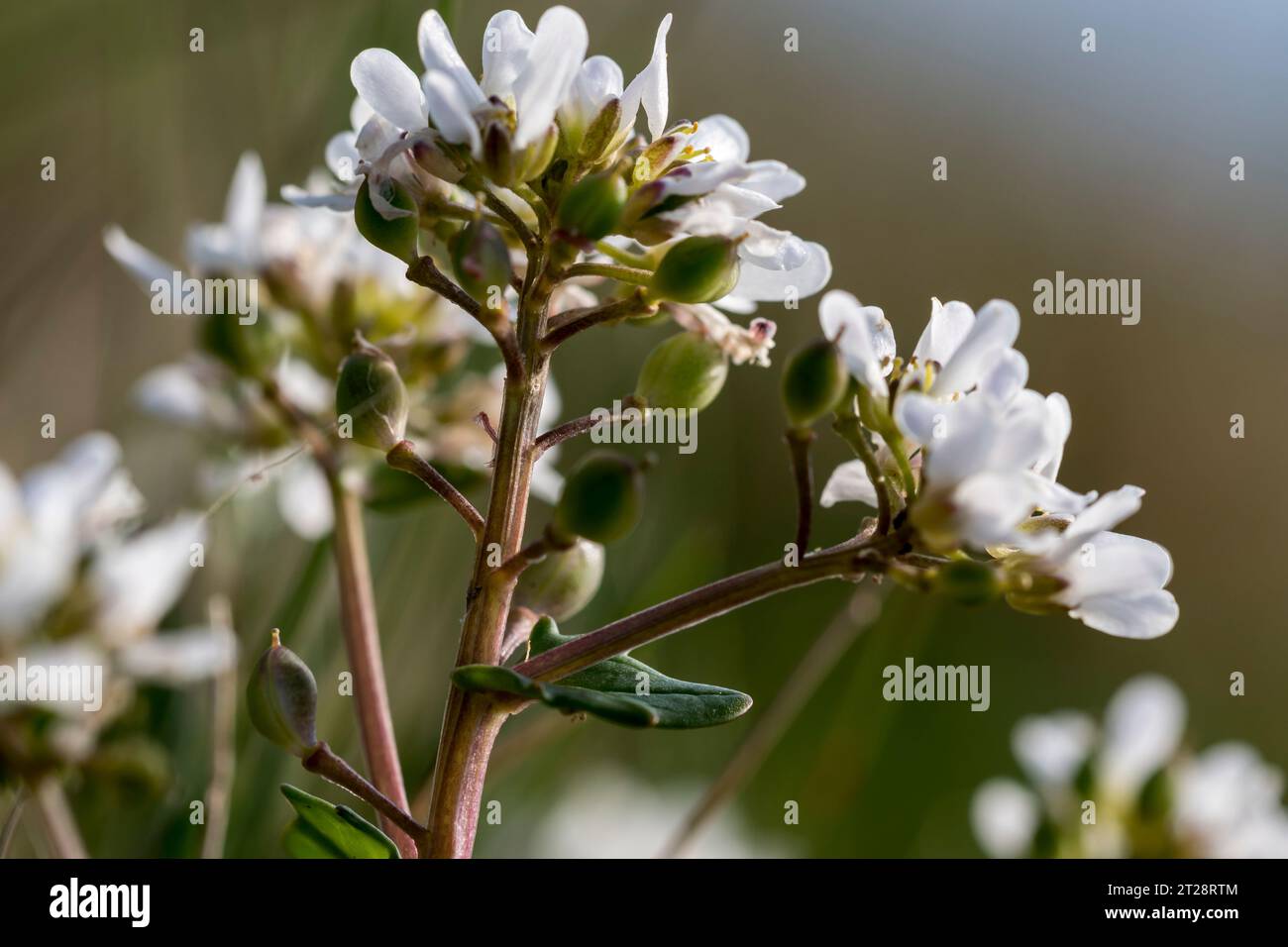 Scorbut commun Cochlearia officinalis plein de vitamine C pour traiter ...