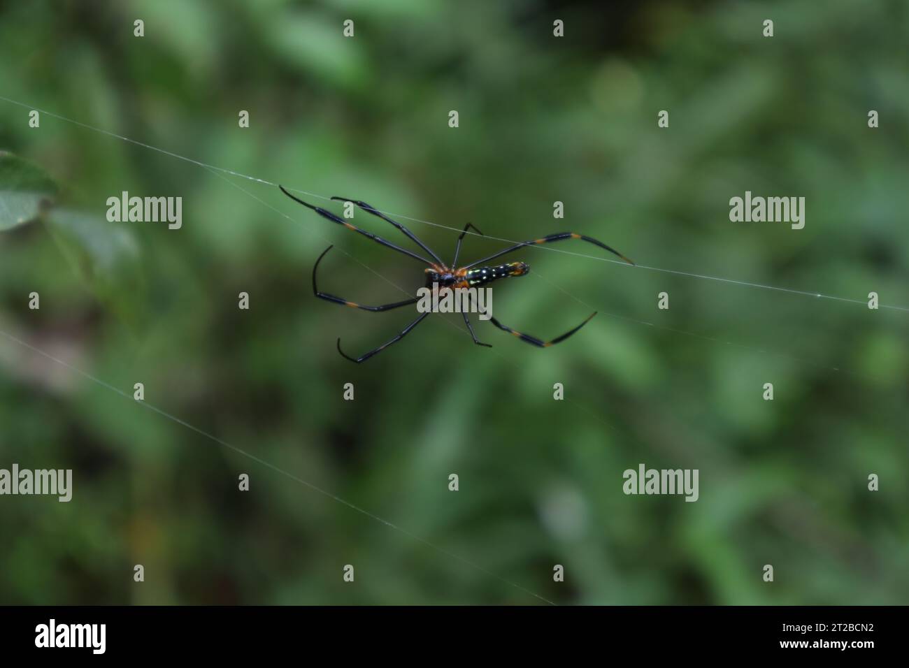 Vue latérale ventrale d'une jeune araignée géante géante en orbe doré (Nephila Pilipes ...