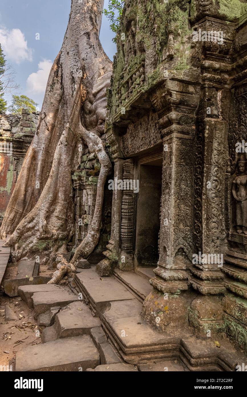 Raider tombe de temple racine d'arbre Banque de photographies et d ...