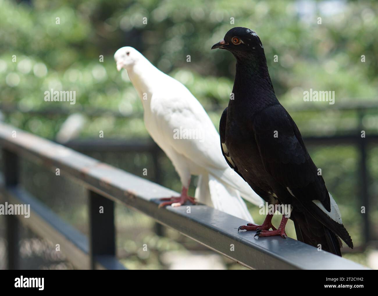 belles colombes blanches et noires debout sur une clôture dans un grand jardin botanique à l ...