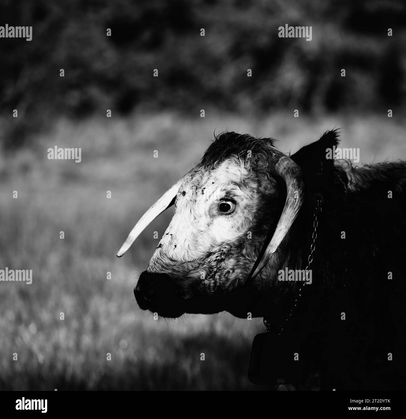 Bétail longhorn anglais Banque d'images noir et blanc - Alamy
