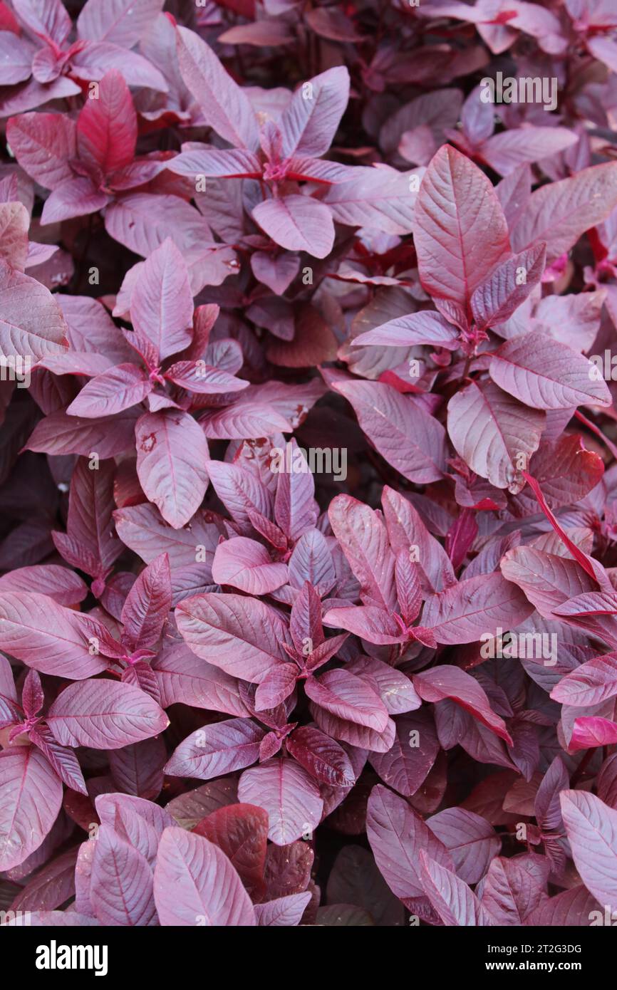 Amarante rouge Banque de photographies et d’images à haute résolution - Alamy