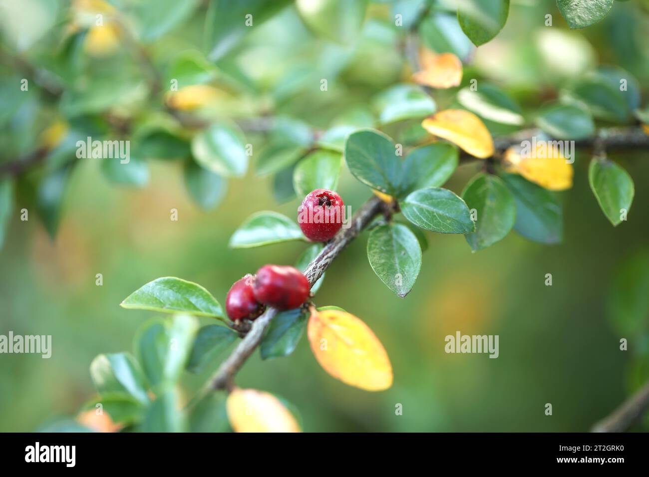 Arbuste aux fruits rouges Banque de photographies et d’images à haute ...