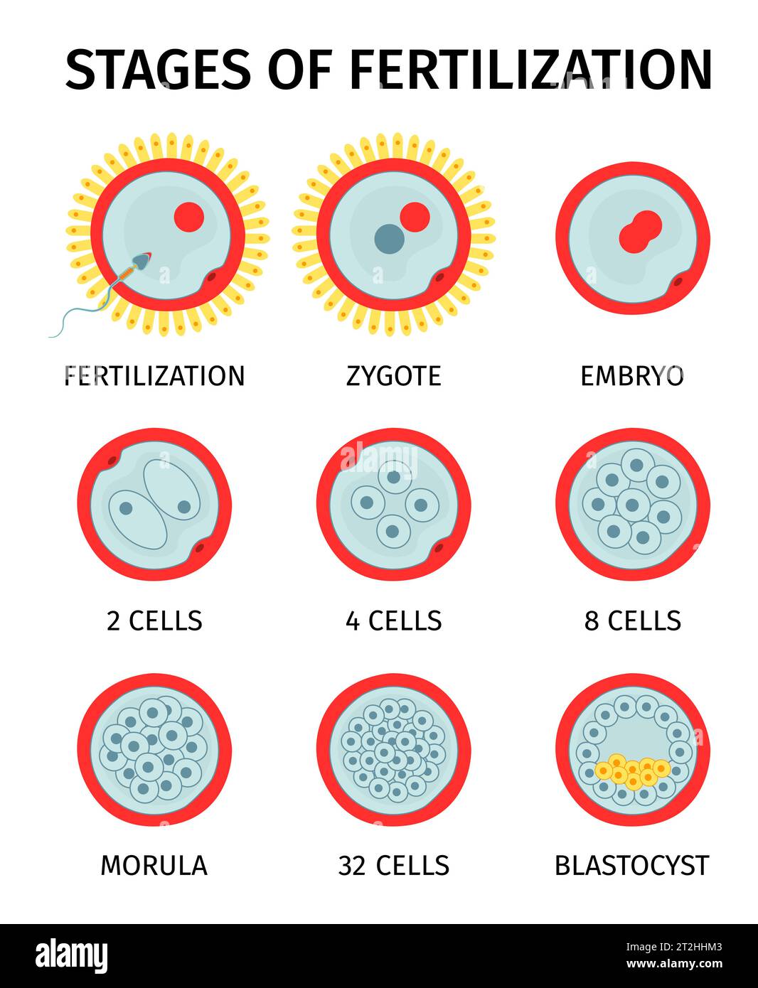 Cellules embryonnaires stades de la composition anatomique de fertilisation avec ensemble d ...
